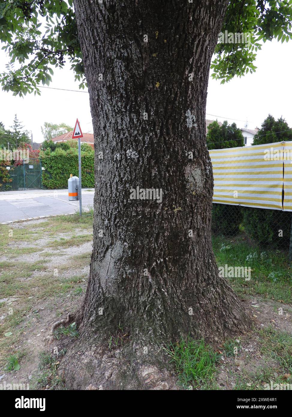 European ash (Fraxinus excelsior) Plantae Stock Photo - Alamy