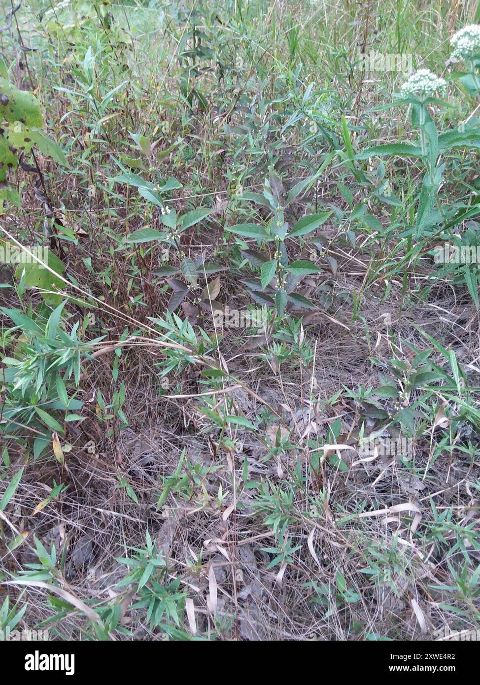 northern bugleweed (Lycopus uniflorus) Plantae Stock Photo - Alamy