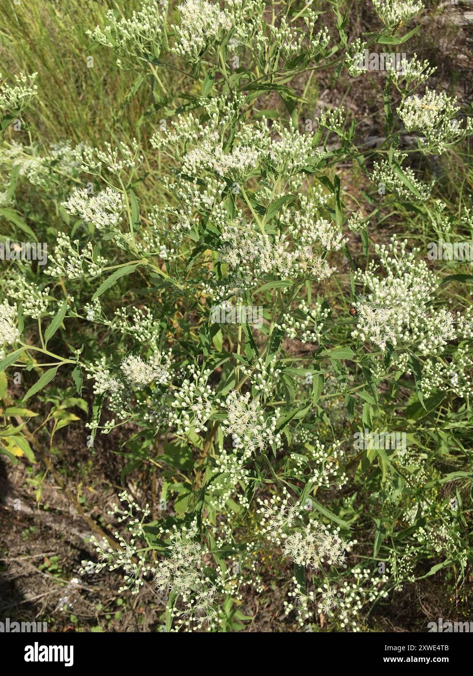 late boneset (Eupatorium serotinum) Plantae Stock Photo - Alamy