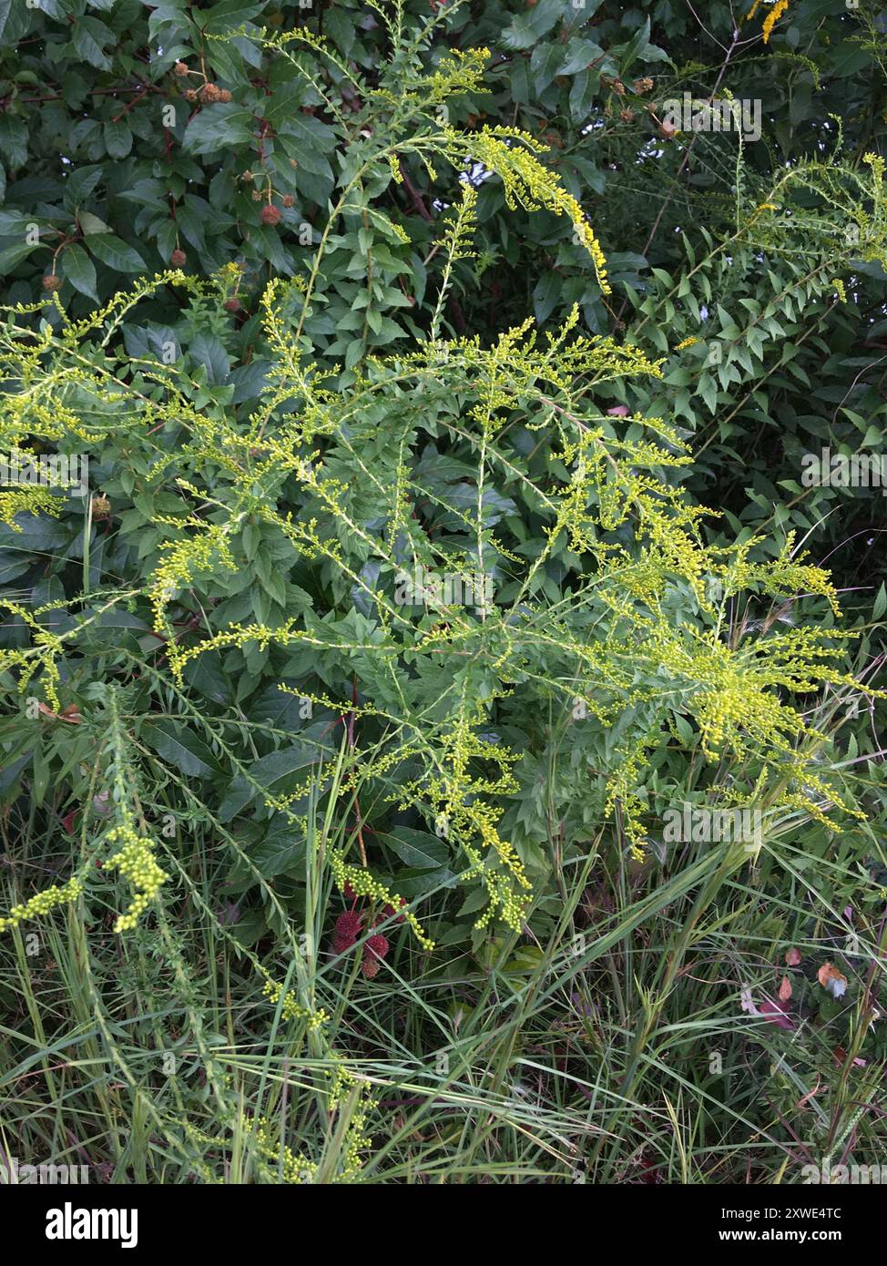 common wrinkle-leaved goldenrod (Solidago rugosa) Plantae Stock Photo ...