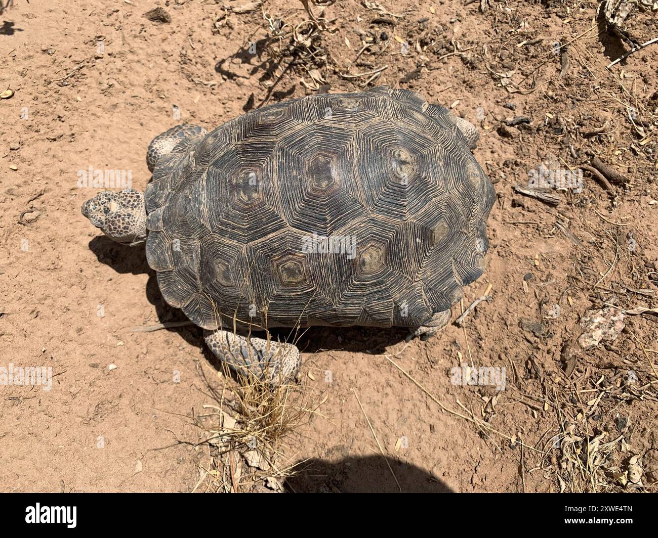 Sonoran Desert Tortoise (Gopherus morafkai) Reptilia Stock Photo - Alamy