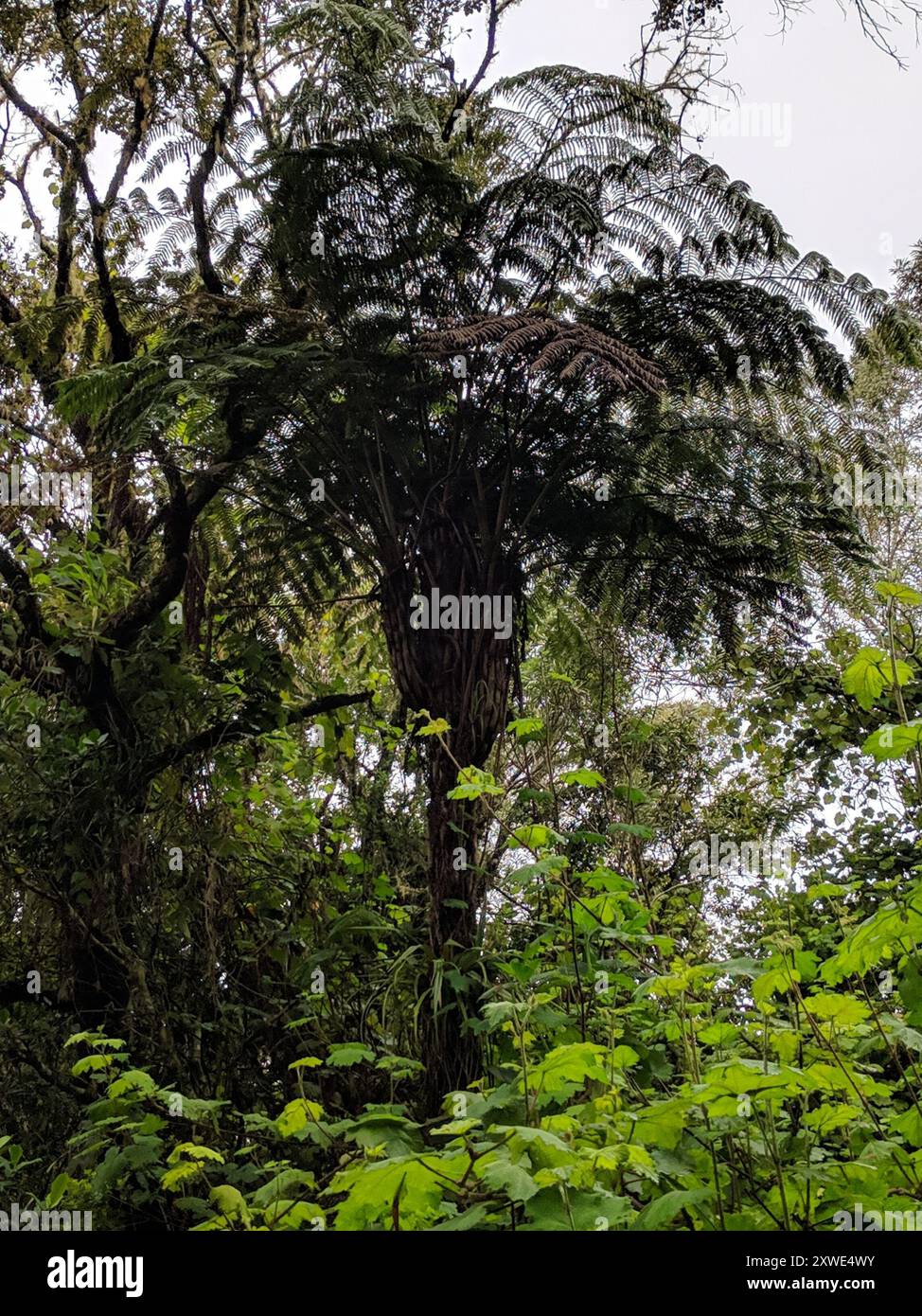 scaly tree ferns (Cyathea) Plantae Stock Photo - Alamy