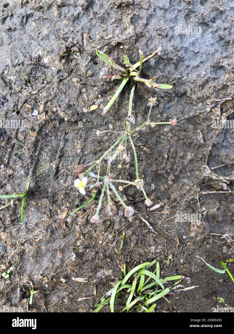 northern water-plantain (Alisma triviale) Plantae Stock Photo - Alamy