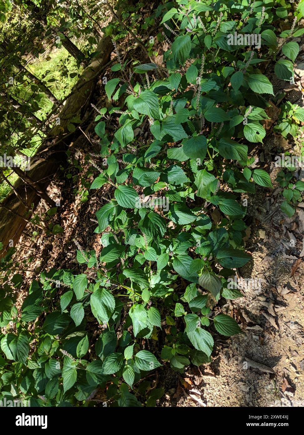 beefsteak plant (Perilla frutescens) Plantae Stock Photo - Alamy