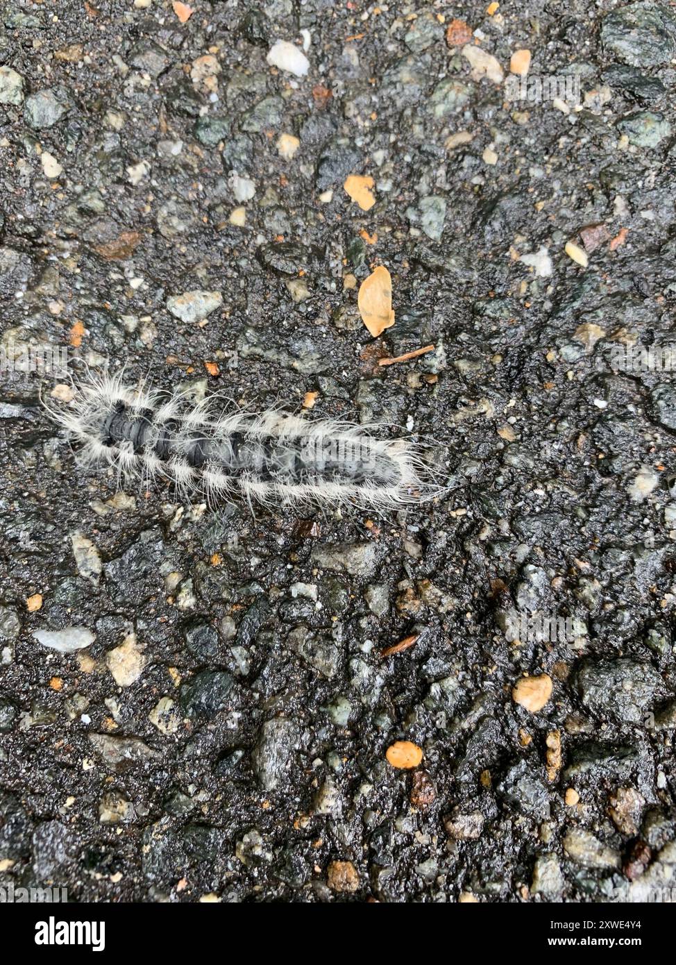 Walnut Caterpillar Moth (Datana integerrima) Insecta Stock Photo - Alamy