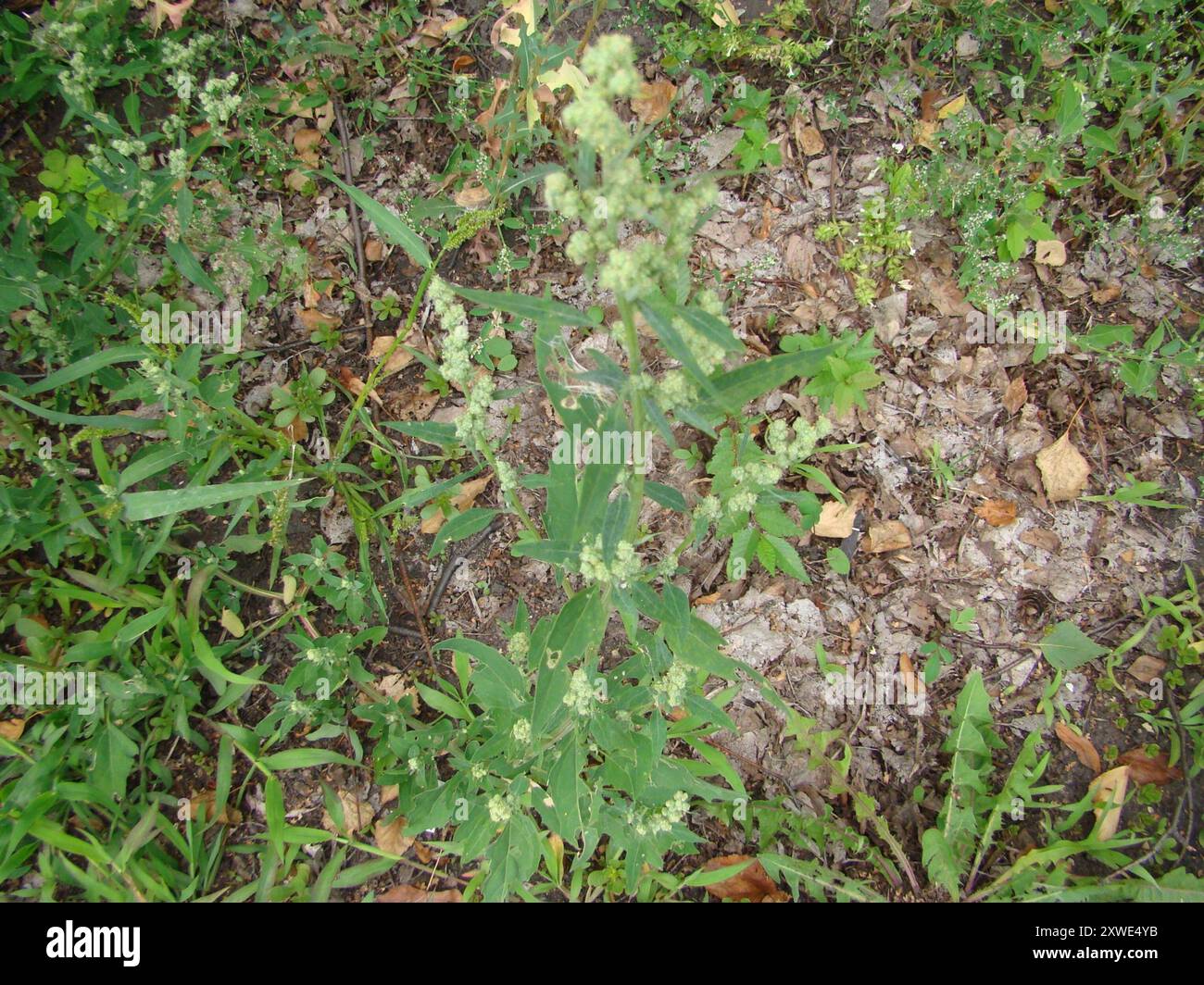 Common Lambsquarters (Chenopodium album) Plantae Stock Photo - Alamy