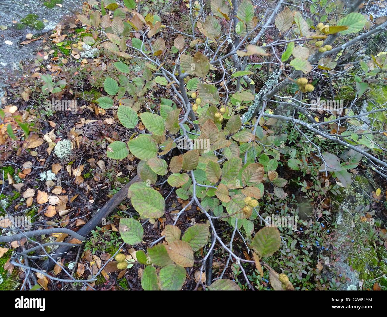 green alder (Alnus alnobetula) Plantae Stock Photo - Alamy