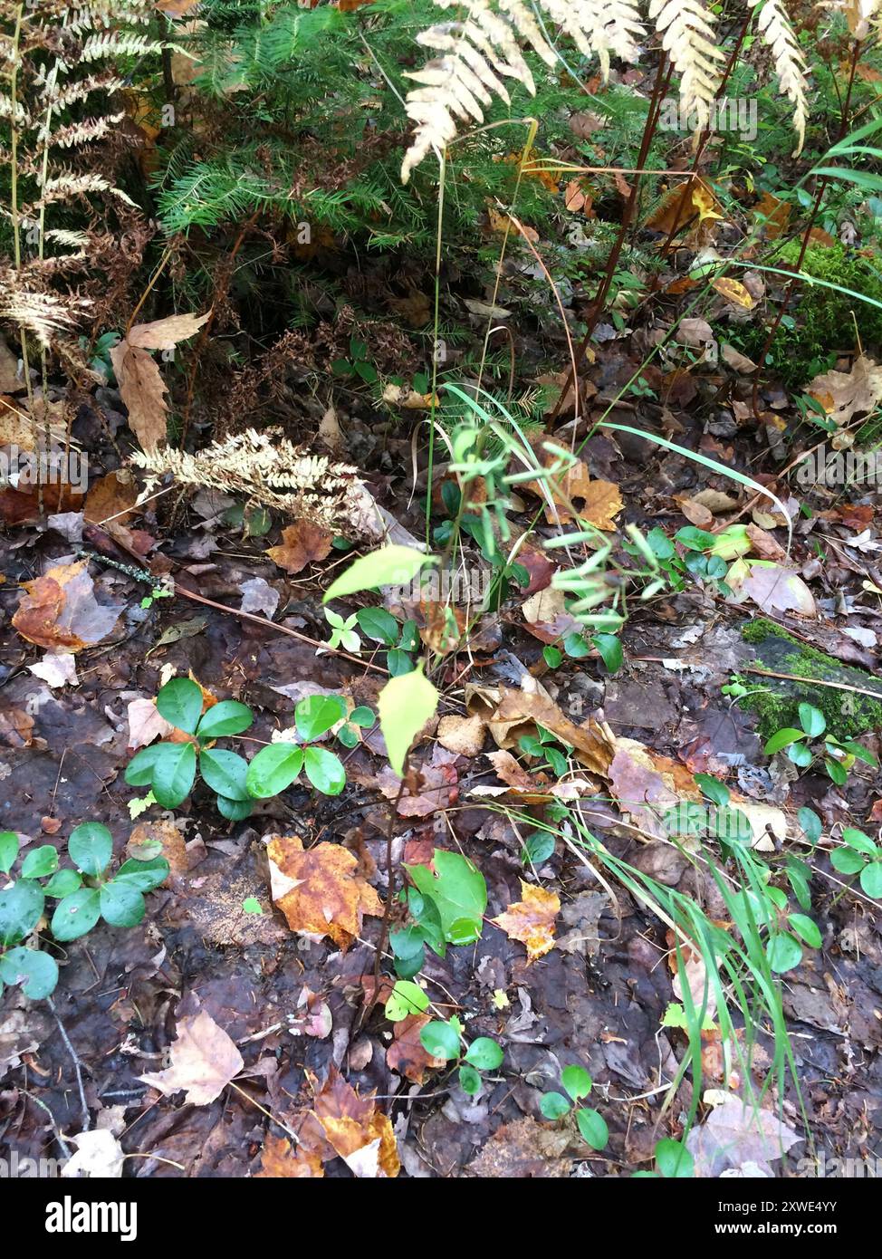 tall rattlesnake root (Nabalus altissimus) Plantae Stock Photo - Alamy