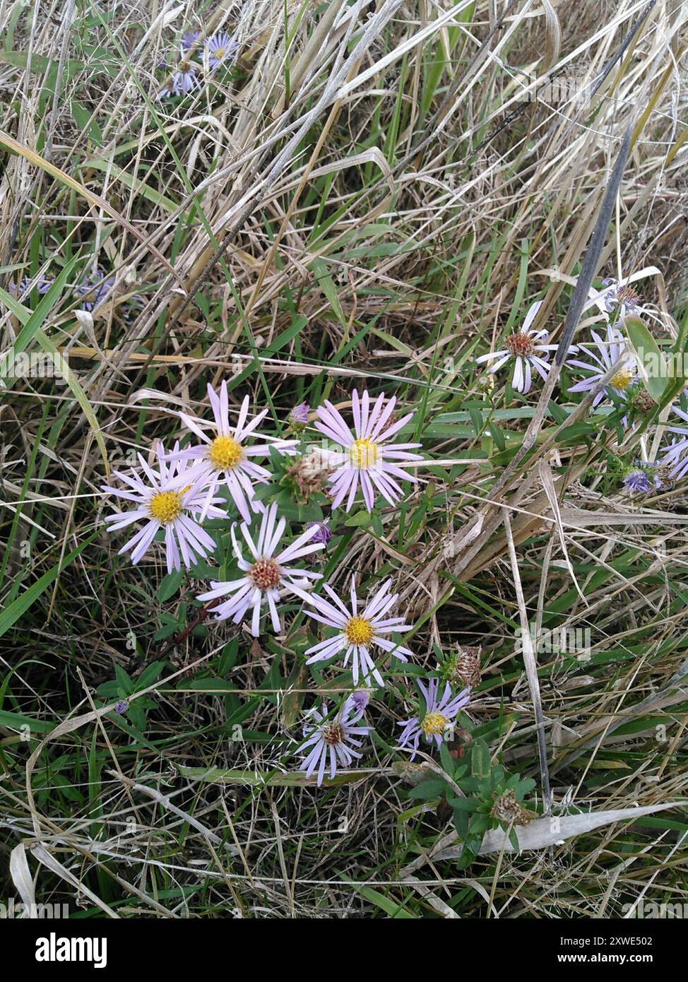 Pacific Aster (Symphyotrichum chilense) Plantae Stock Photo - Alamy