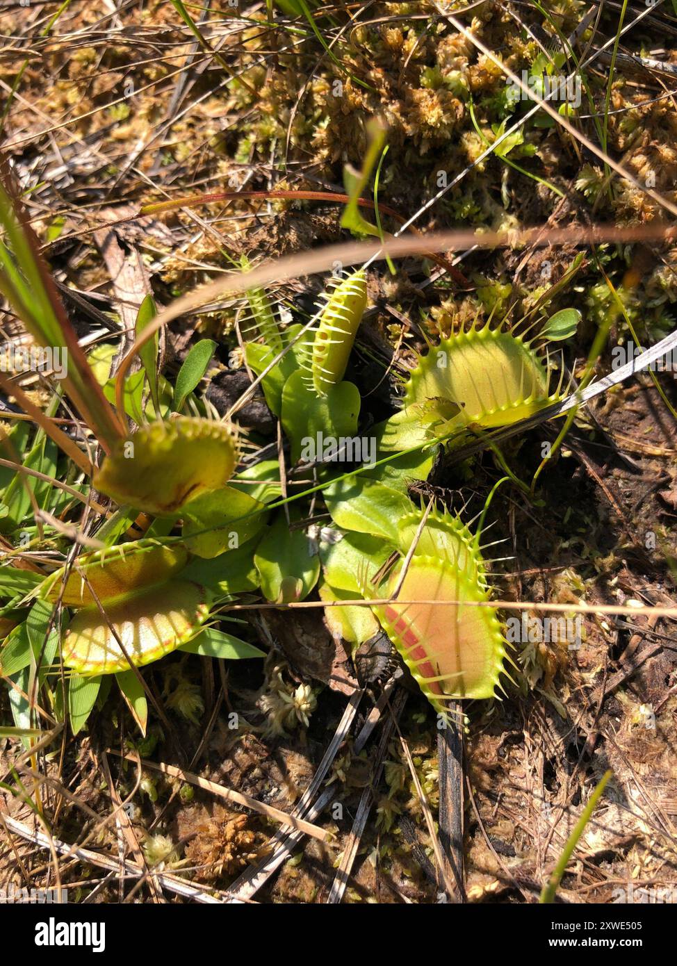 Venus flytrap (Dionaea muscipula) Plantae Stock Photo - Alamy