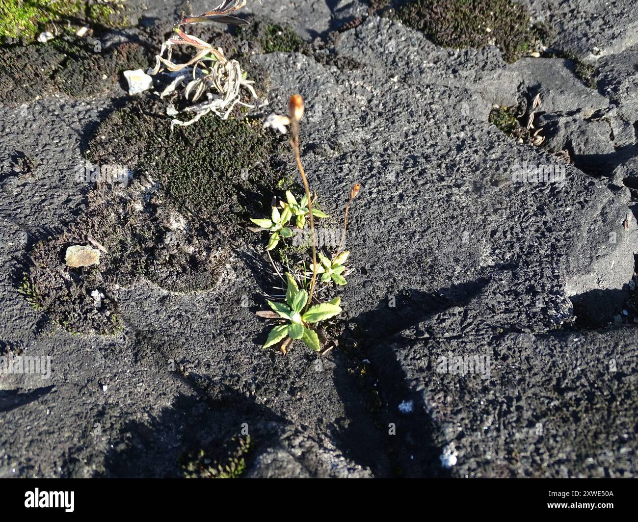 Mistassini Primrose (Primula mistassinica) Plantae Stock Photo - Alamy