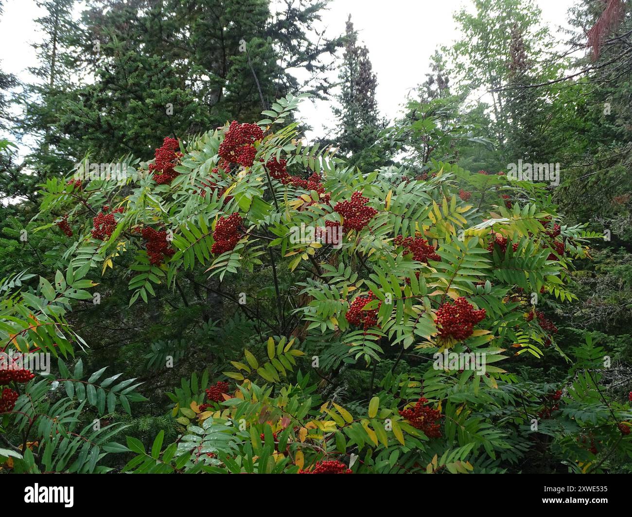 American mountain ash (Sorbus americana) Plantae Stock Photo - Alamy