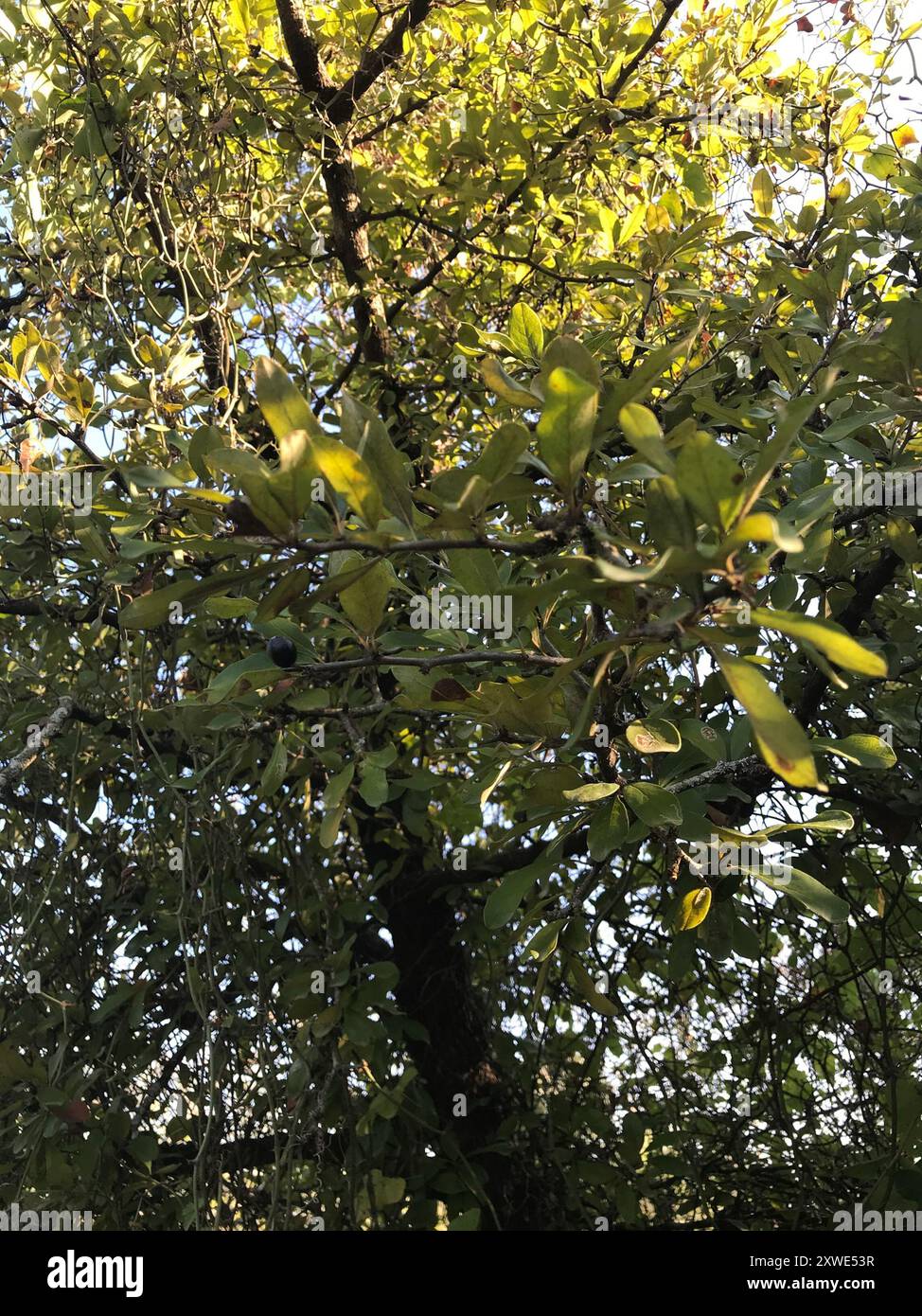 Gum bumelia (Sideroxylon lanuginosum) Plantae Stock Photo - Alamy