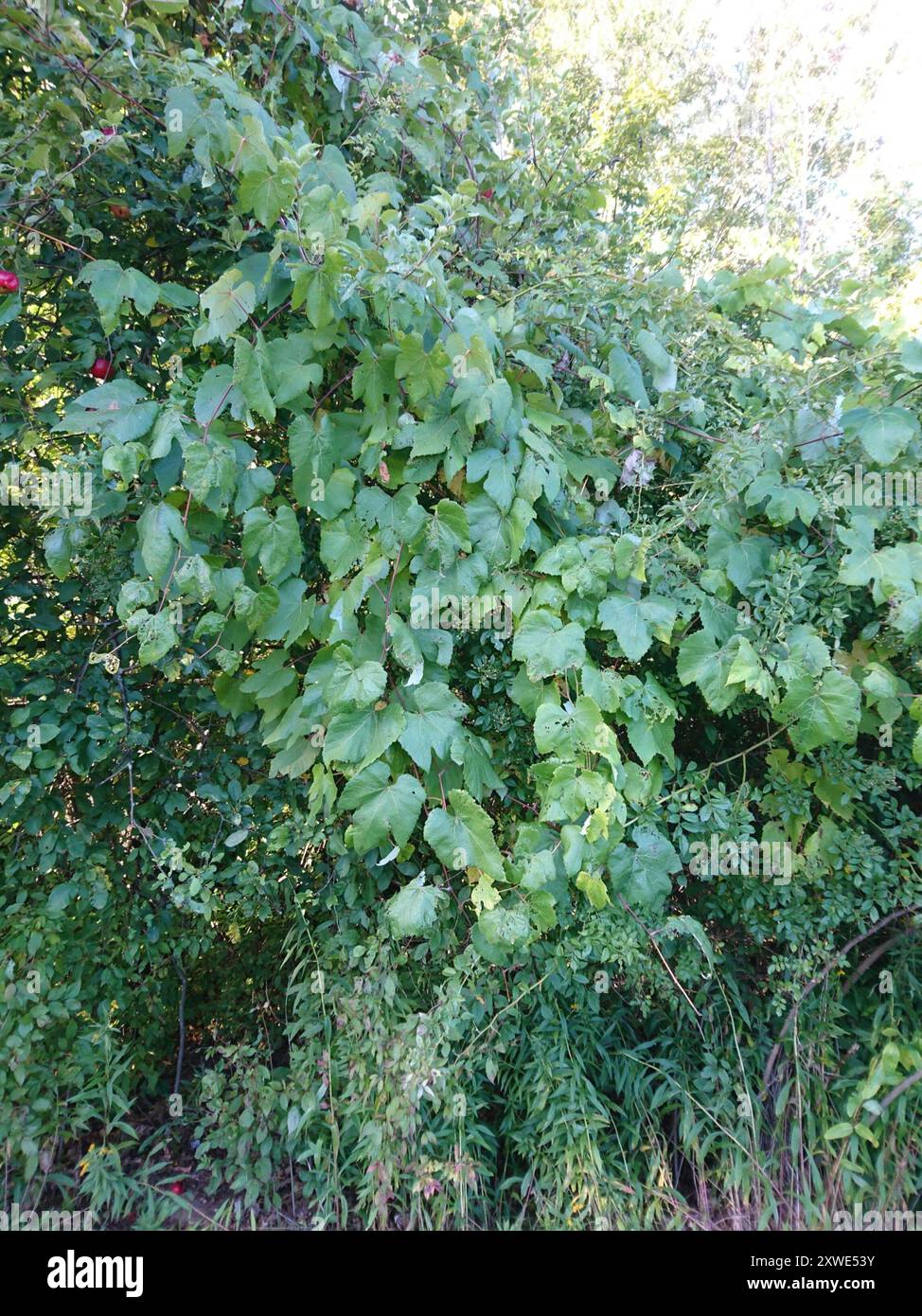 riverbank grape (Vitis riparia) Plantae Stock Photo - Alamy