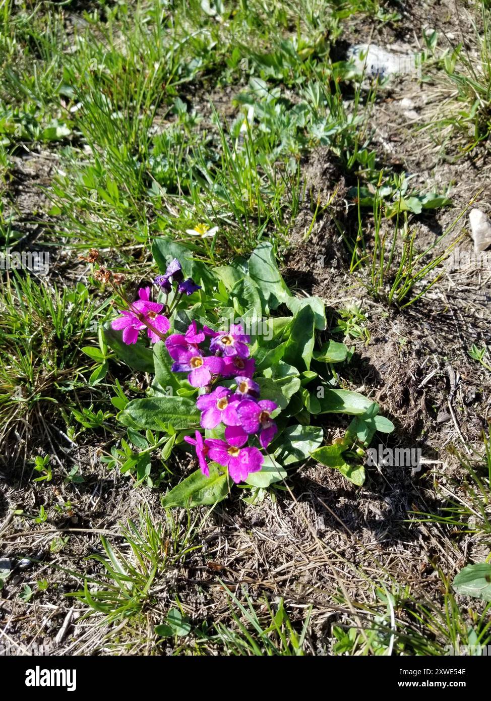 Parry's primrose (Primula parryi) Plantae Stock Photo - Alamy