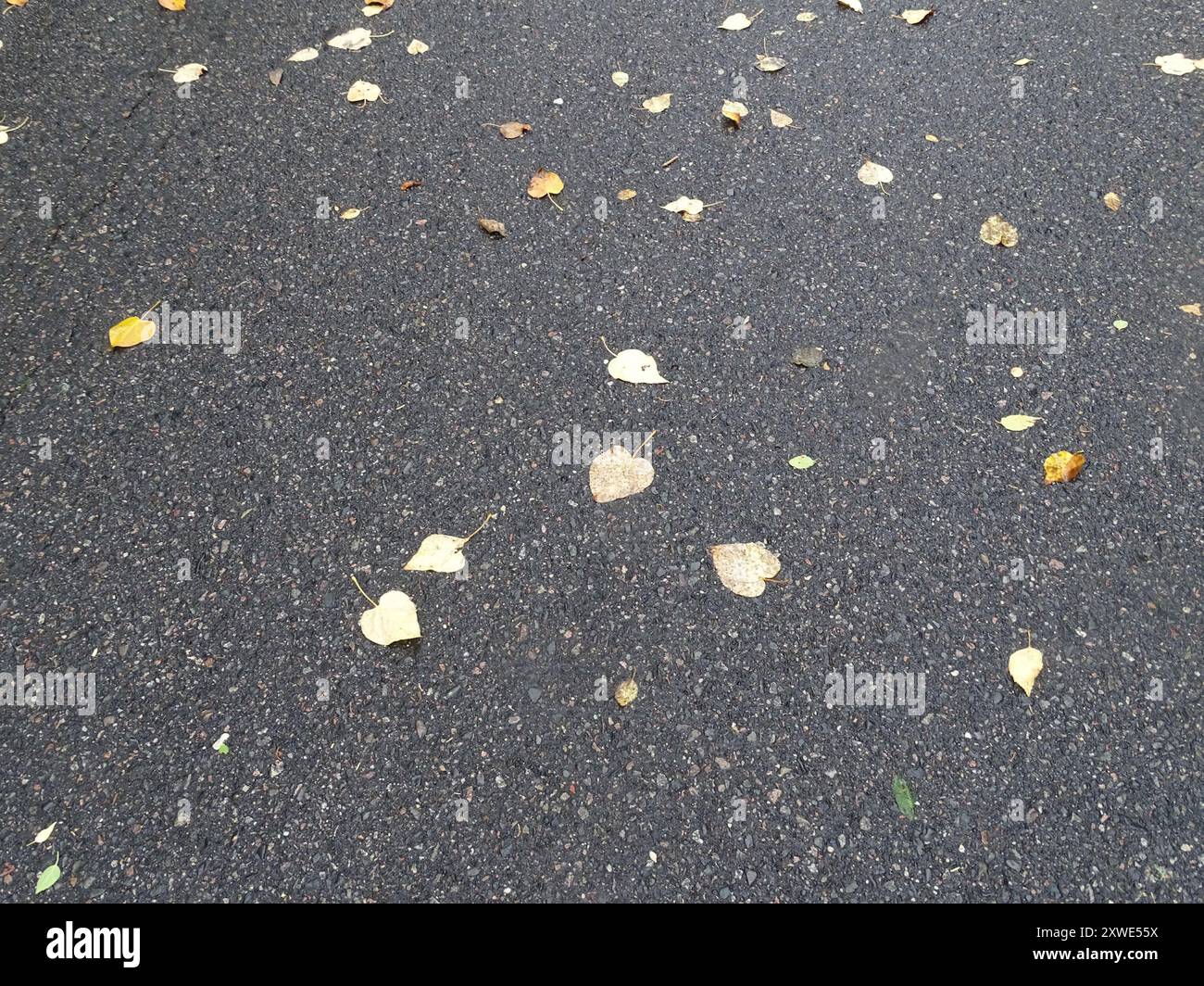 balsam poplar (Populus balsamifera) Plantae Stock Photo - Alamy