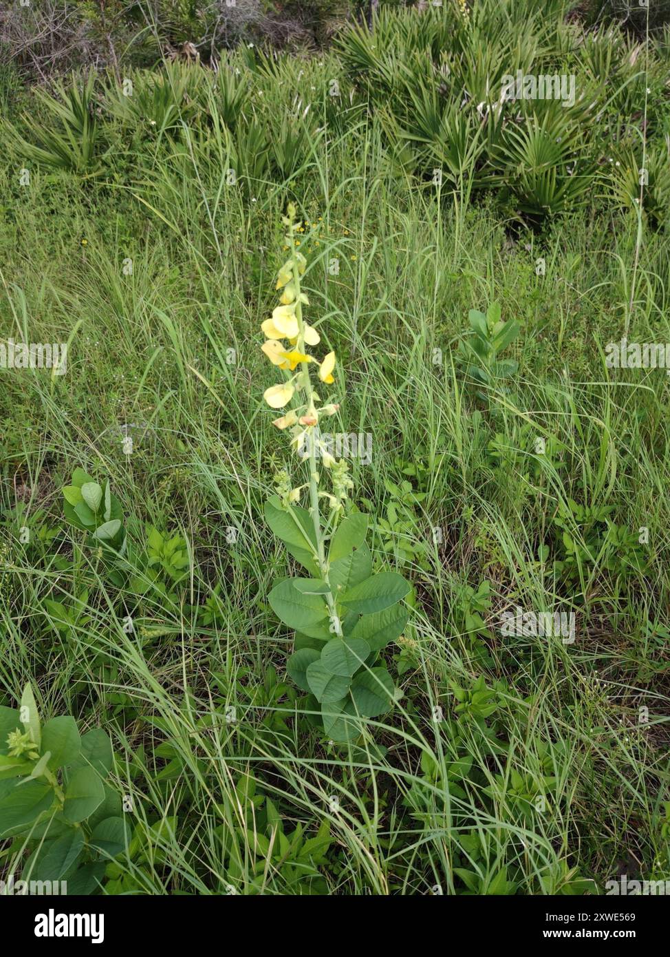 Showy Rattlebox (Crotalaria spectabilis) Plantae Stock Photo - Alamy