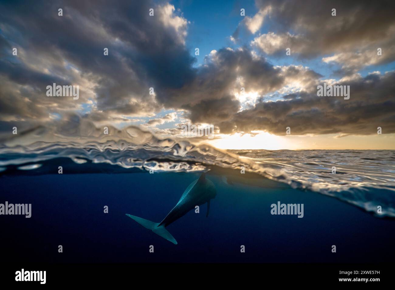 Dolphins swimming in tropical water hi-res stock photography and images ...