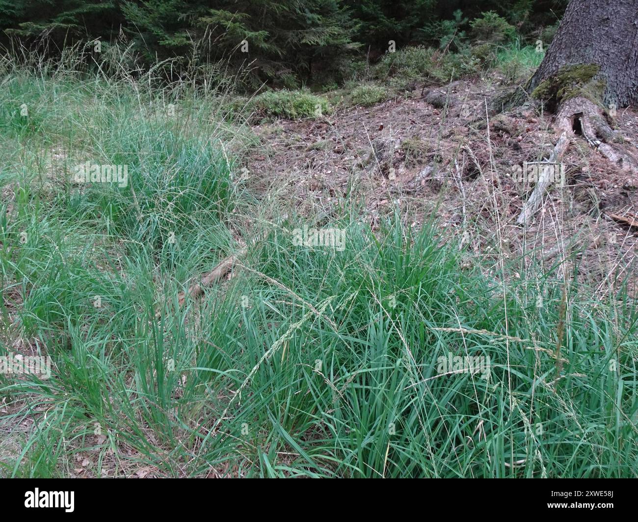 Purple moor grass (Molinia caerulea) Plantae Stock Photo - Alamy