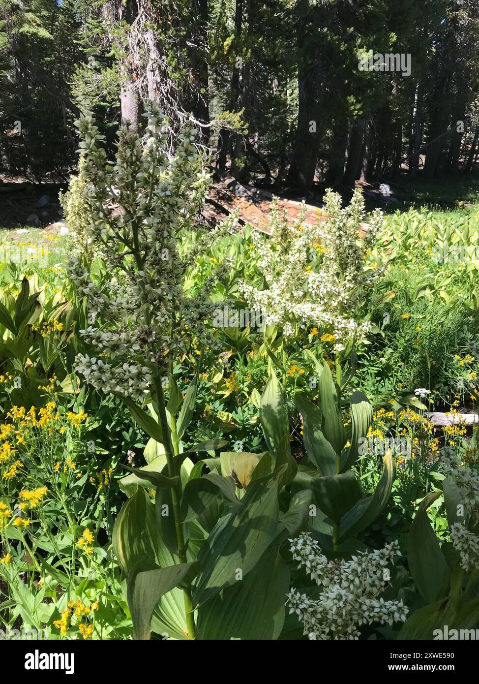 Corn Lily (Veratrum californicum) Plantae Stock Photo - Alamy
