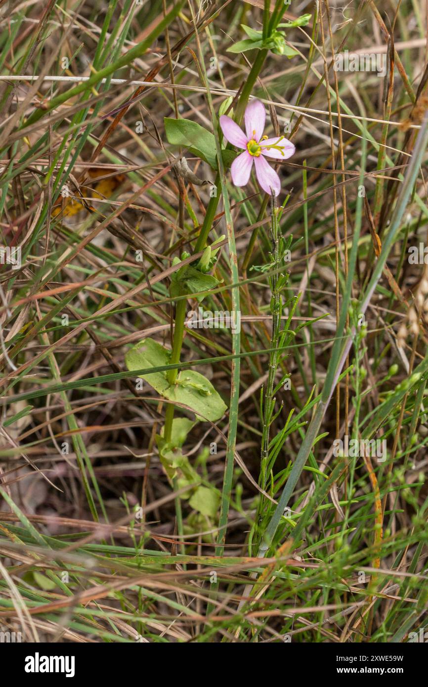 Rosepink (Sabatia angularis) Plantae Stock Photo - Alamy