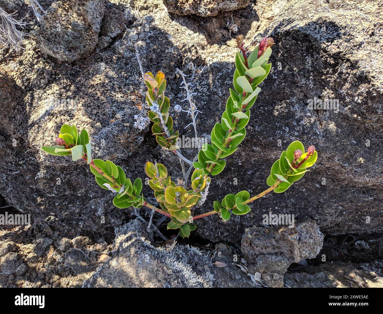 Agarista hi-res stock photography and images - Alamy
