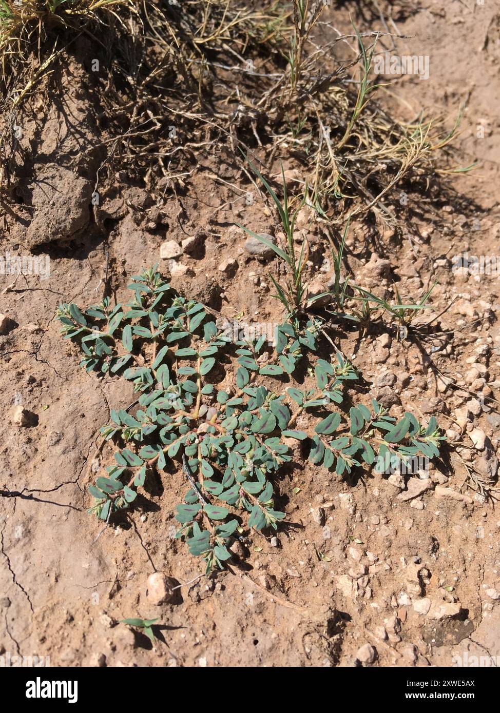Sawtooth Sandmat (Euphorbia serrula) Plantae Stock Photo - Alamy