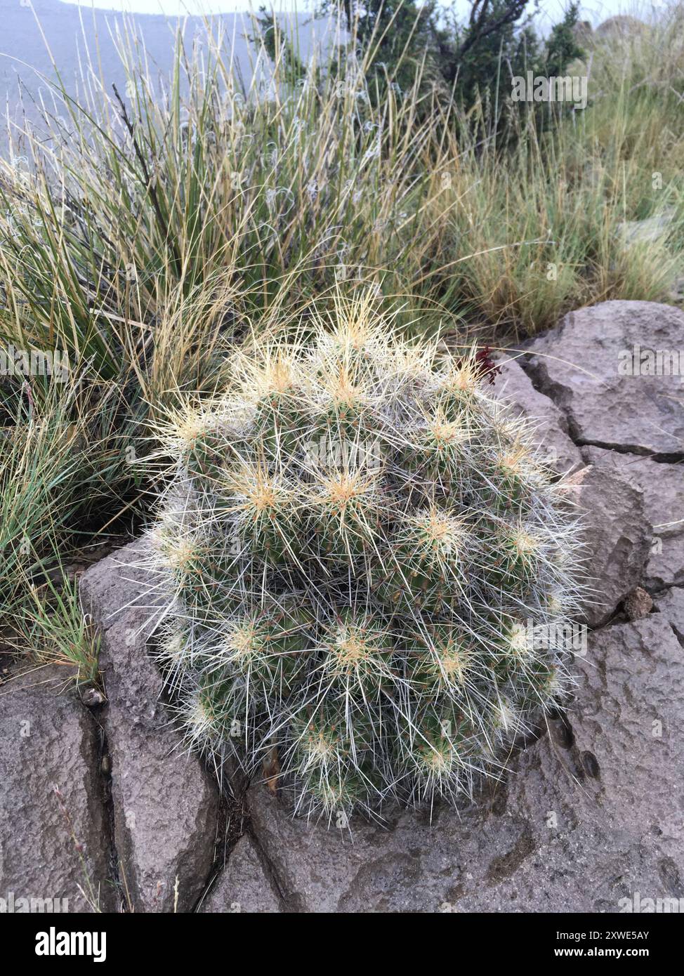 strawberry hedgehog cactus (Echinocereus stramineus) Plantae Stock ...