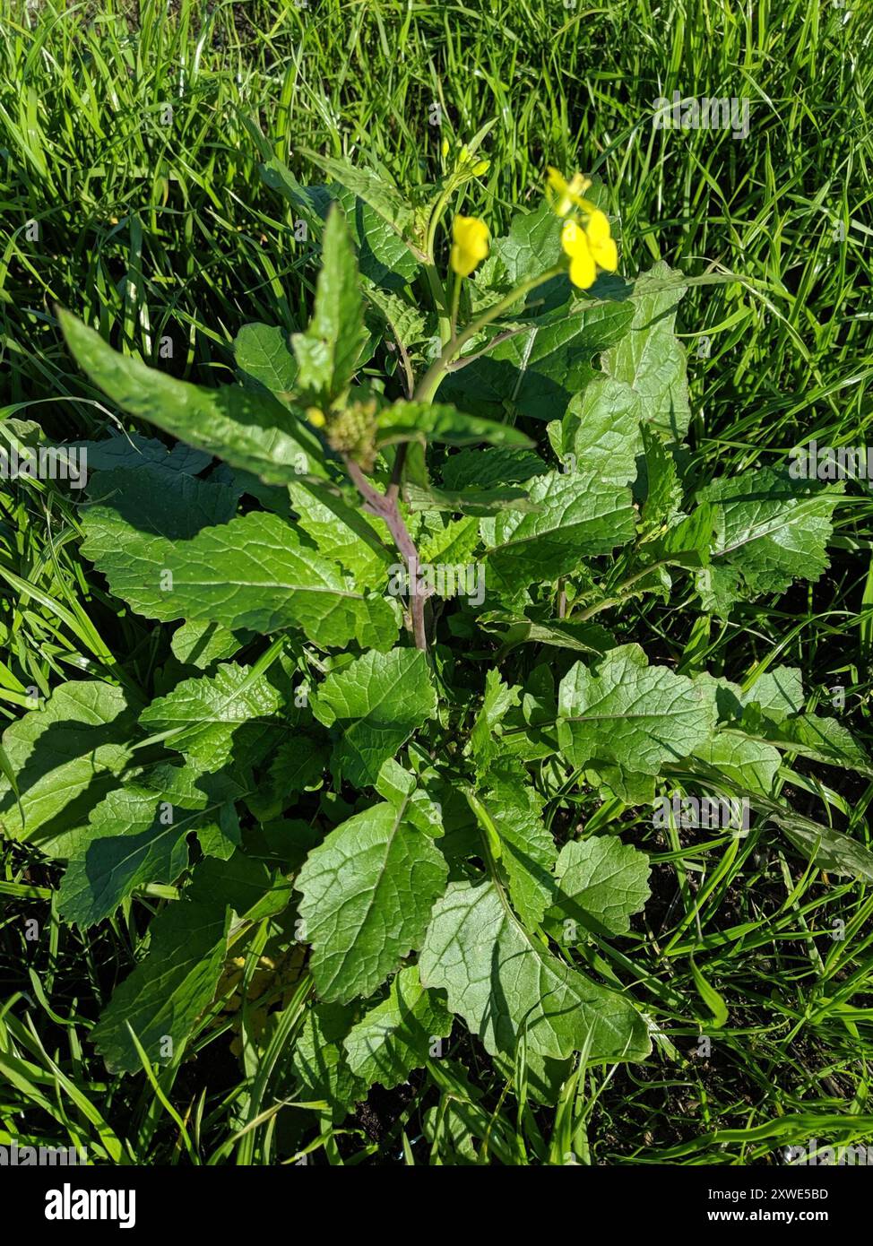 charlock (Mutarda arvensis) Plantae Stock Photo - Alamy
