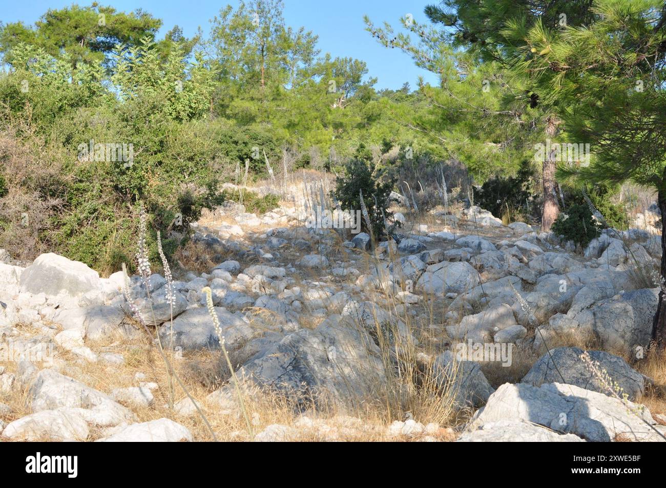 Sea Squill Complex (Drimia maritima) Plantae Stock Photo - Alamy