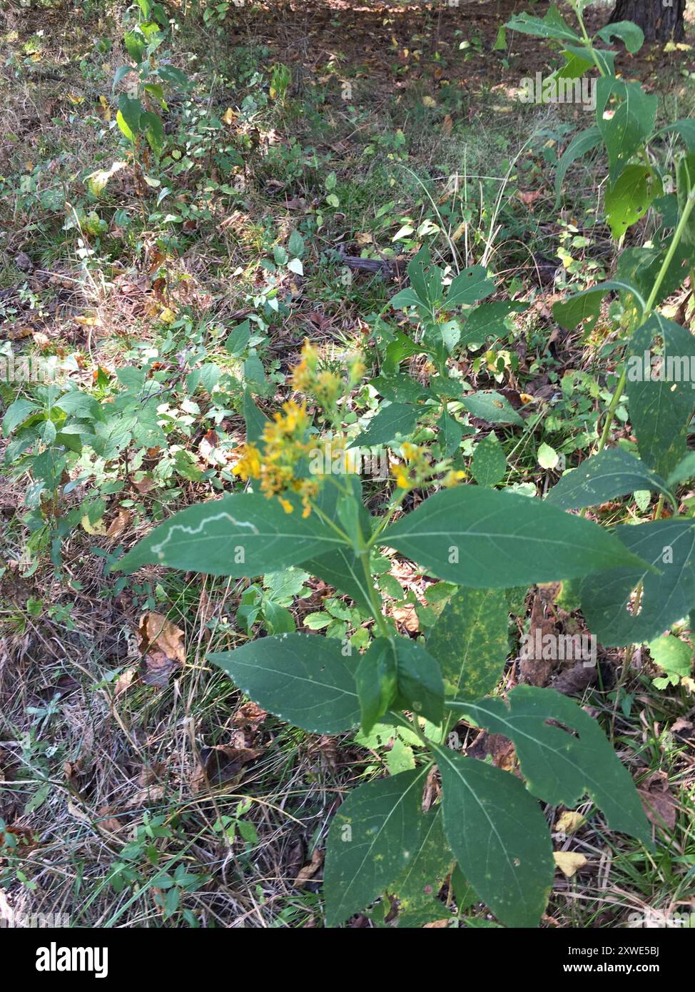 Yellow Crownbeard (Verbesina occidentalis) Plantae Stock Photo - Alamy