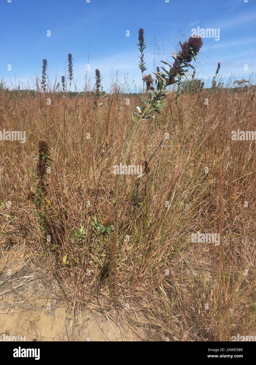 round-headed bush clover (Lespedeza capitata) Plantae Stock Photo - Alamy