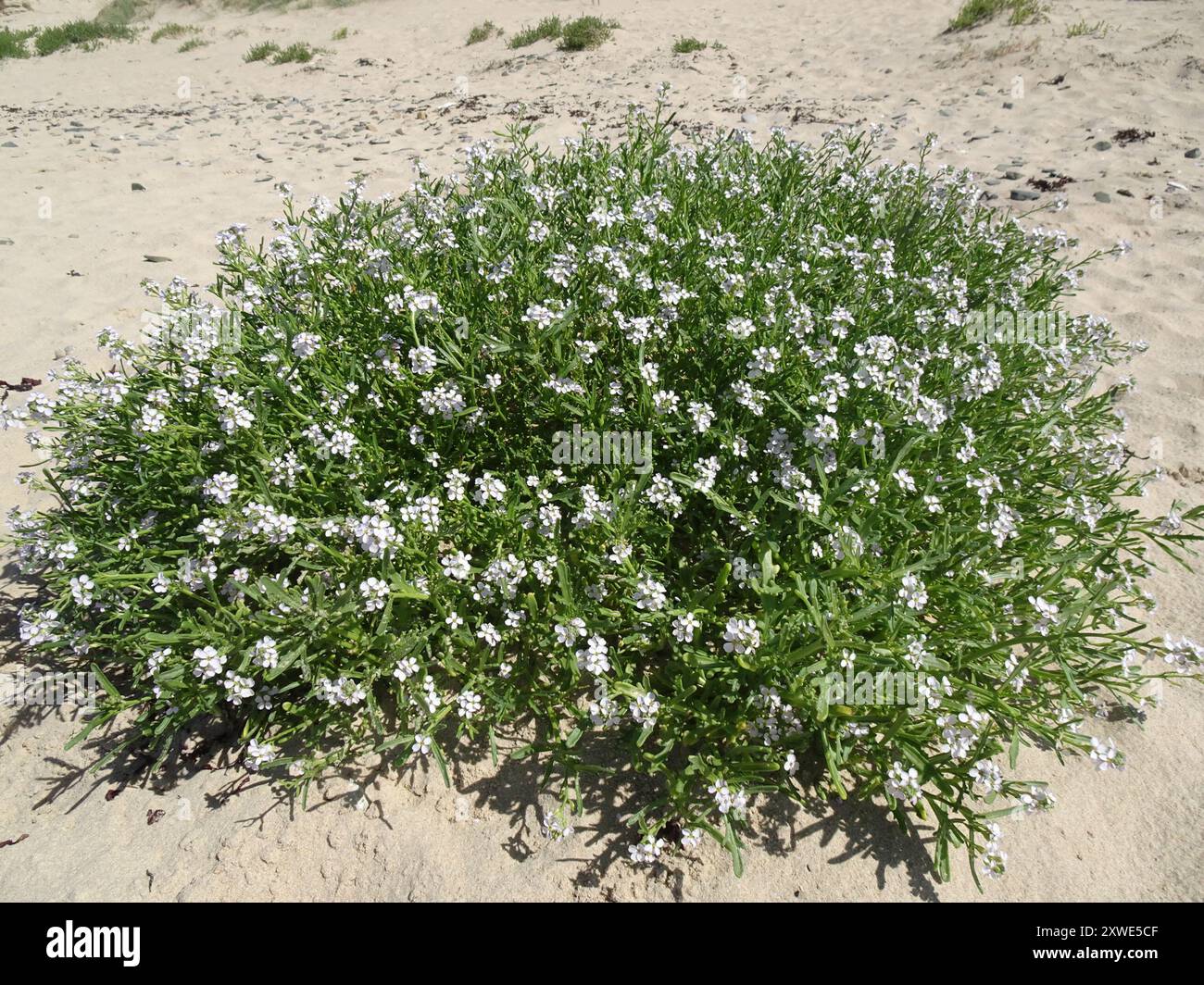 European Searocket (Cakile maritima) Plantae Stock Photo - Alamy