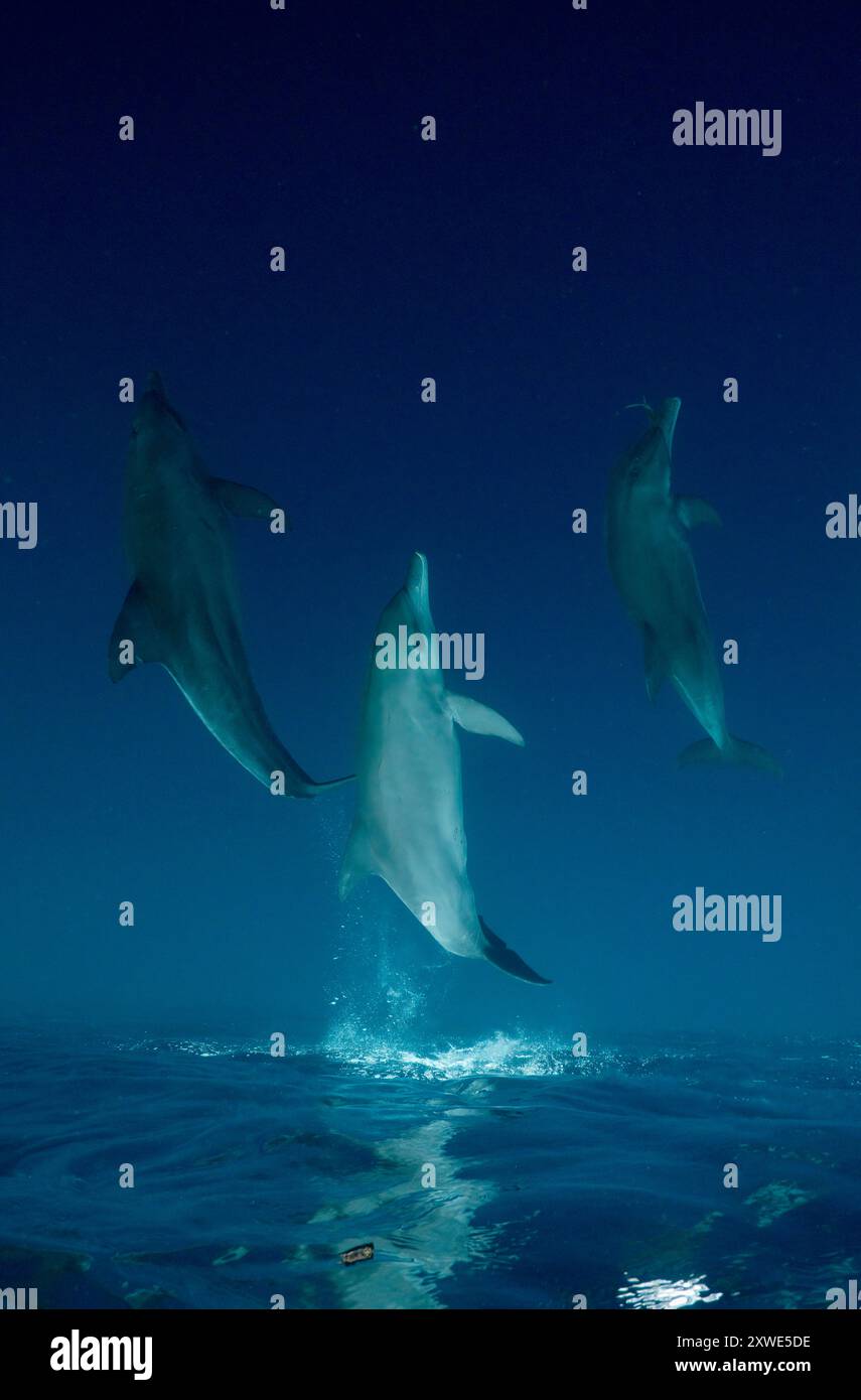 Dolphins swimming gracefully in the deep blue of Mayotte’s lagoon ...