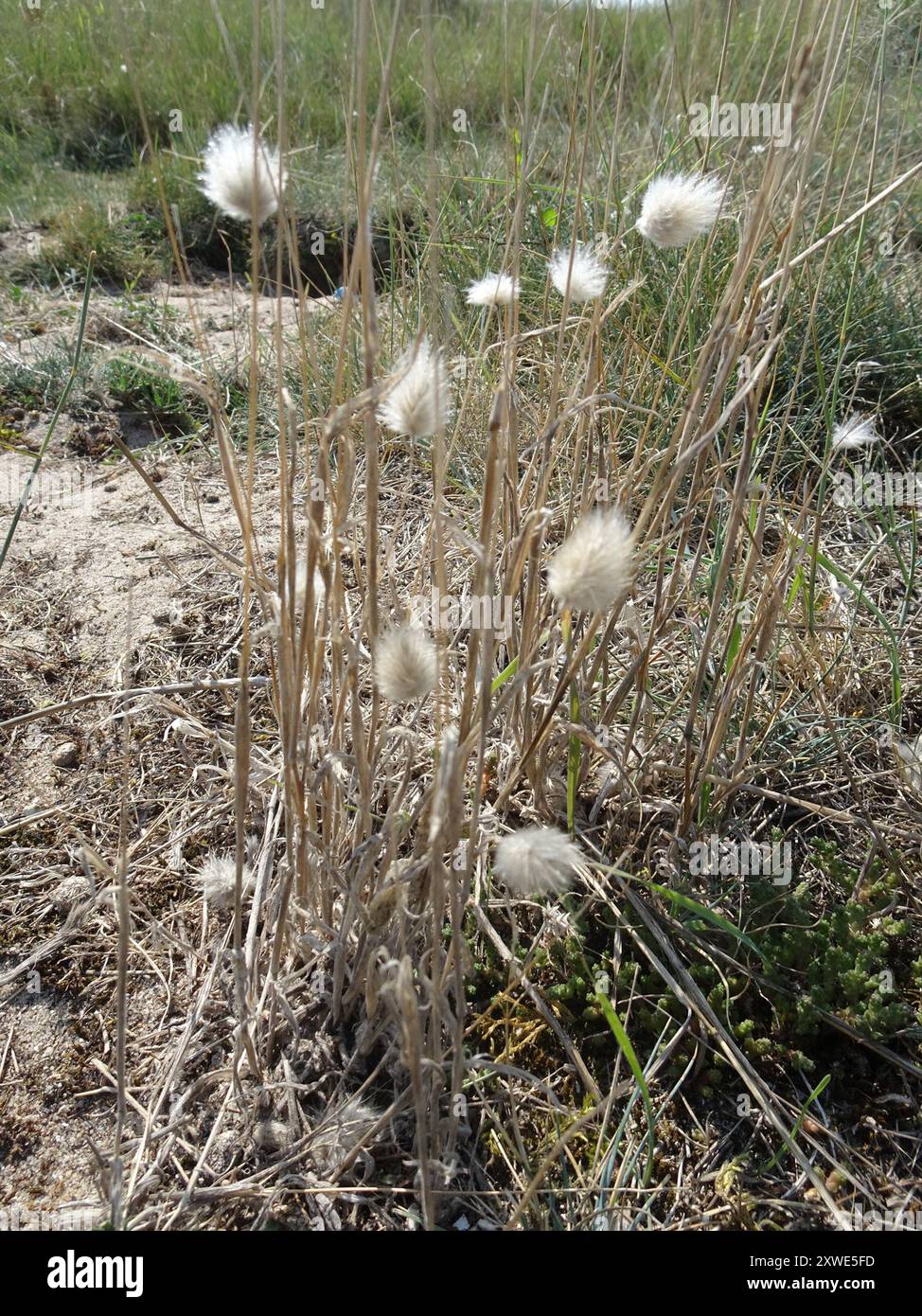 Hare's Tail Grass (Lagurus ovatus) Plantae Stock Photo - Alamy