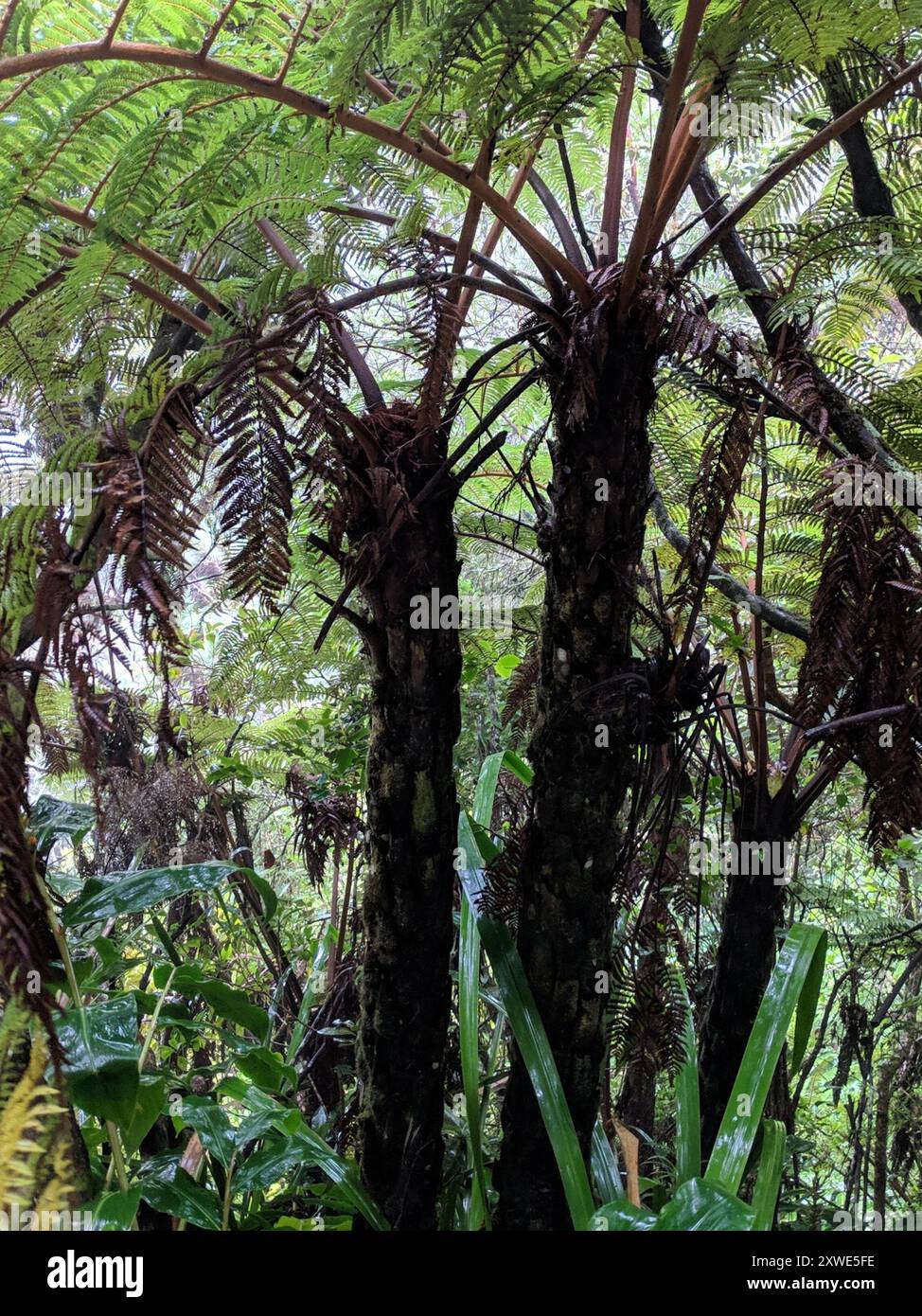 scaly tree ferns (Cyathea) Plantae Stock Photo - Alamy