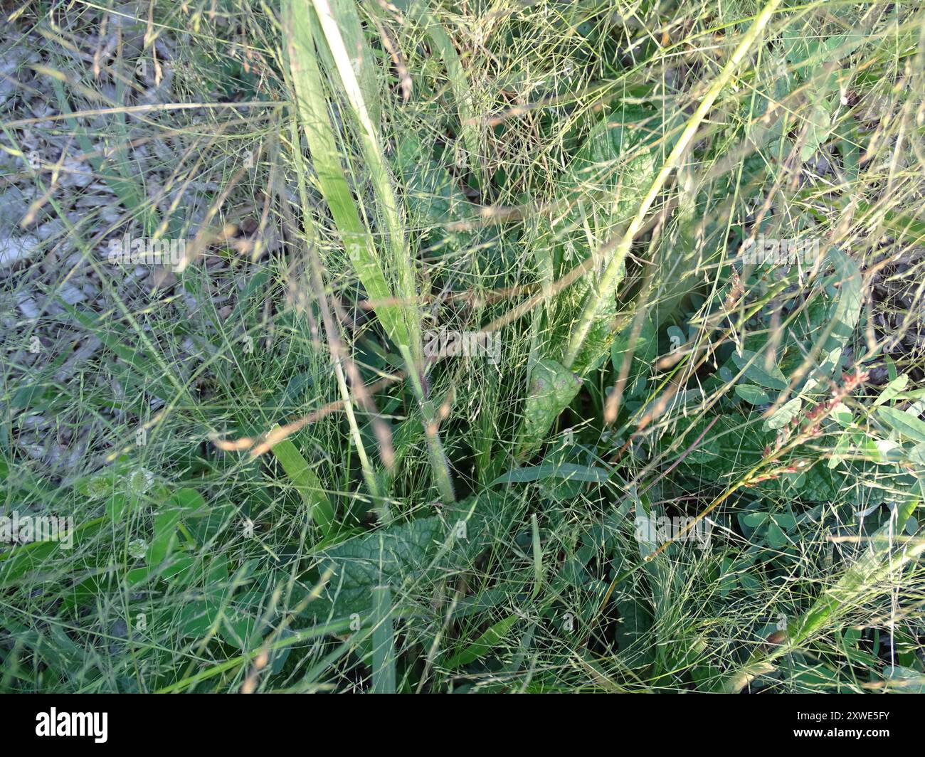 witch grass (Panicum capillare) Plantae Stock Photo - Alamy