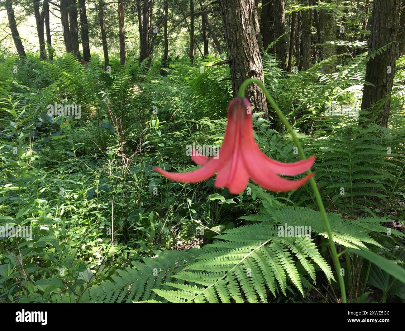 Canada lily (Lilium canadense) Plantae Stock Photo - Alamy
