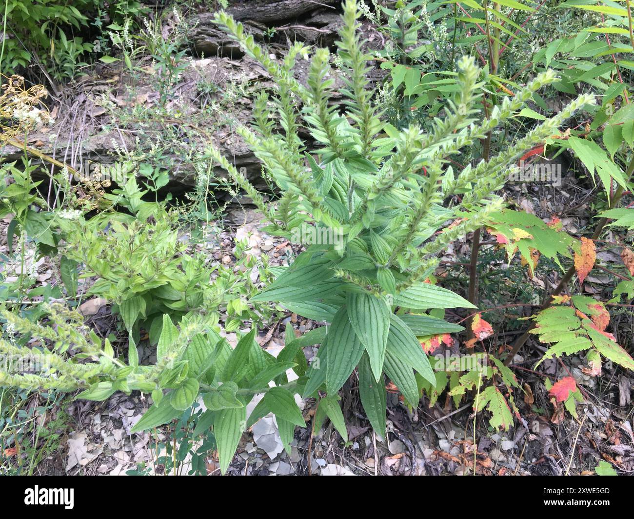 false gromwell (Lithospermum parviflorum) Plantae Stock Photo - Alamy