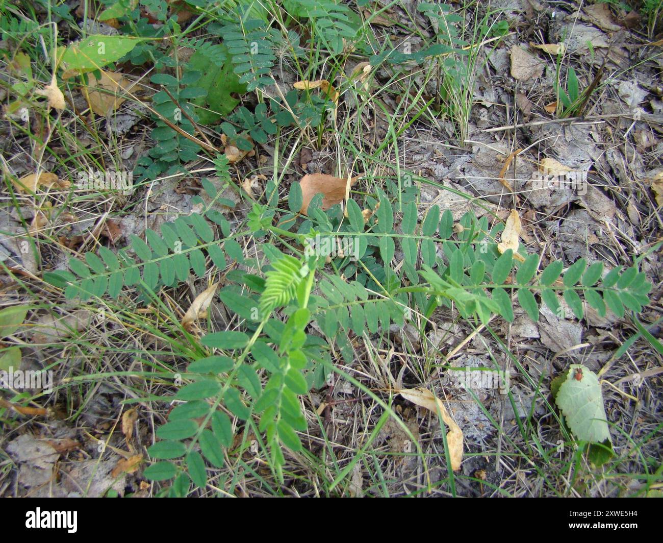 Chickpea Milkvetch (Astragalus cicer) Plantae Stock Photo - Alamy