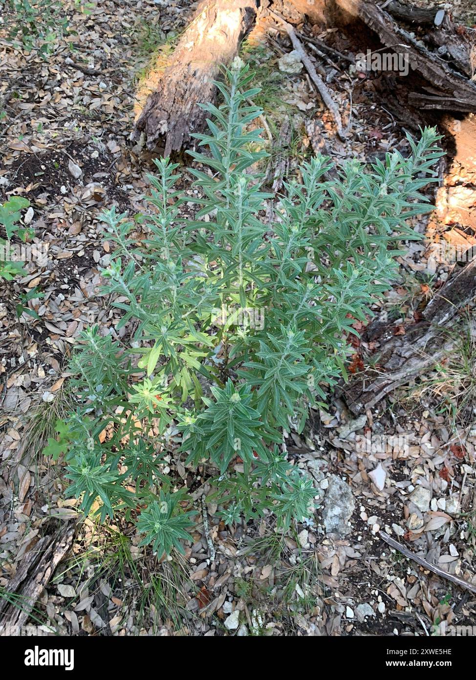 sweet everlasting (Pseudognaphalium obtusifolium) Plantae Stock Photo ...