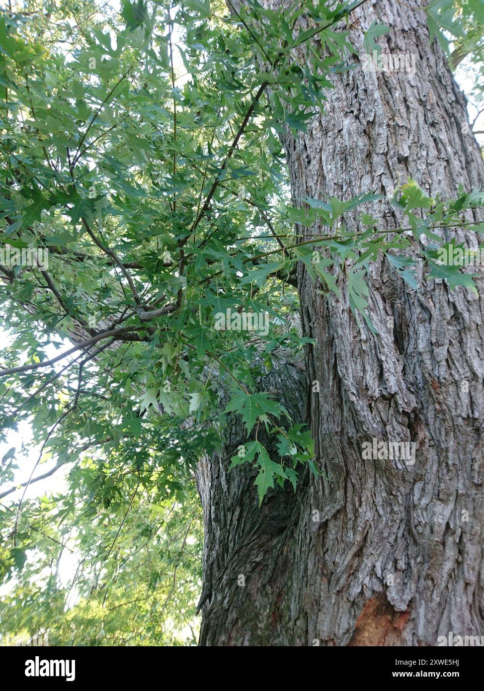 silver maple (Acer saccharinum) Plantae Stock Photo - Alamy