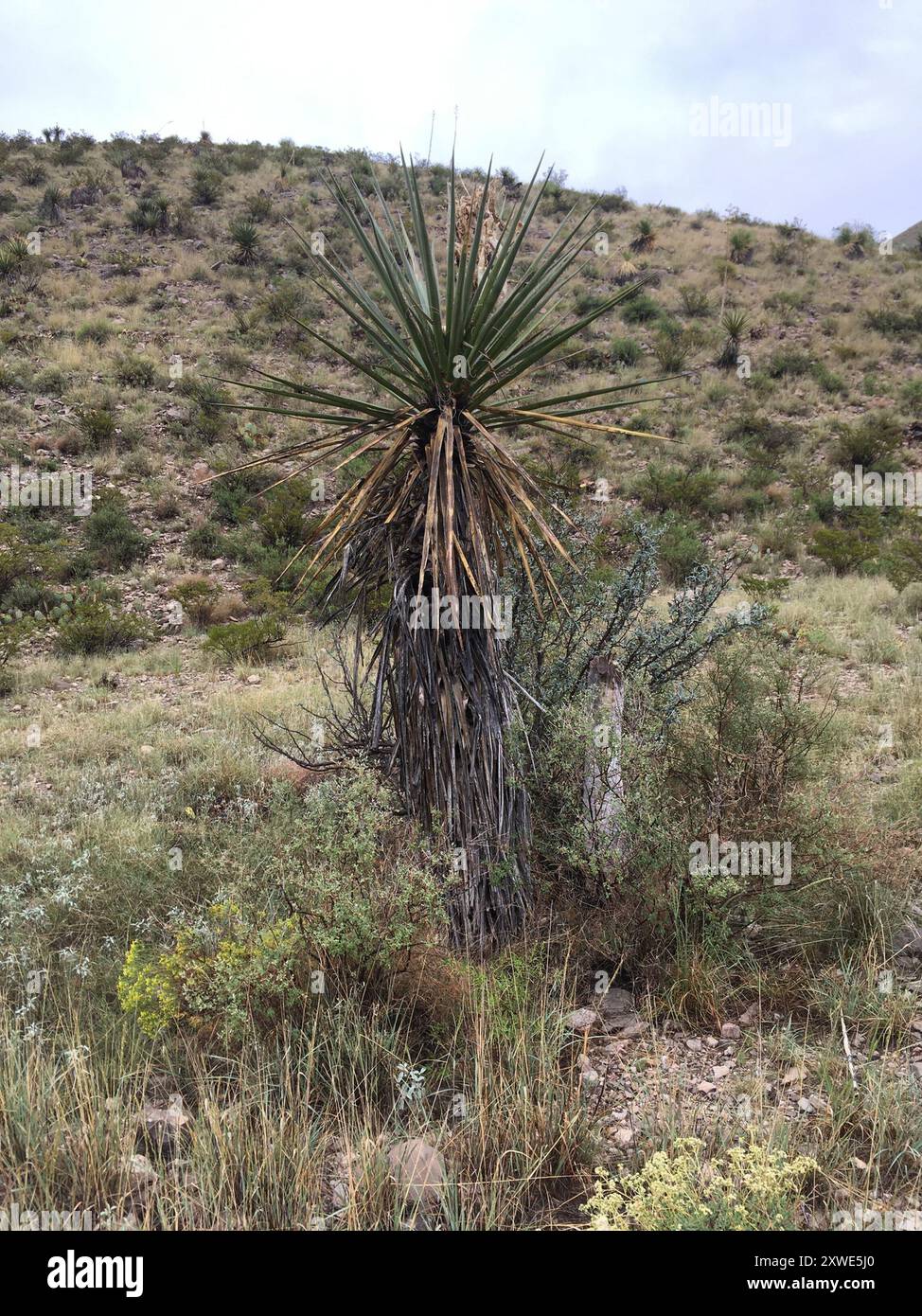 Spanish dagger (Yucca treculiana) Plantae Stock Photo - Alamy