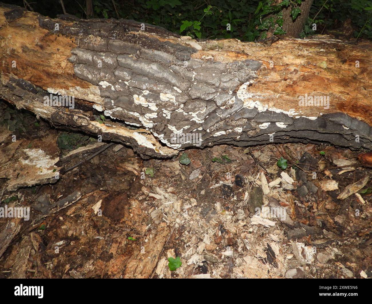 Smoky polypore (Bjerkandera adusta) Fungi Stock Photo - Alamy