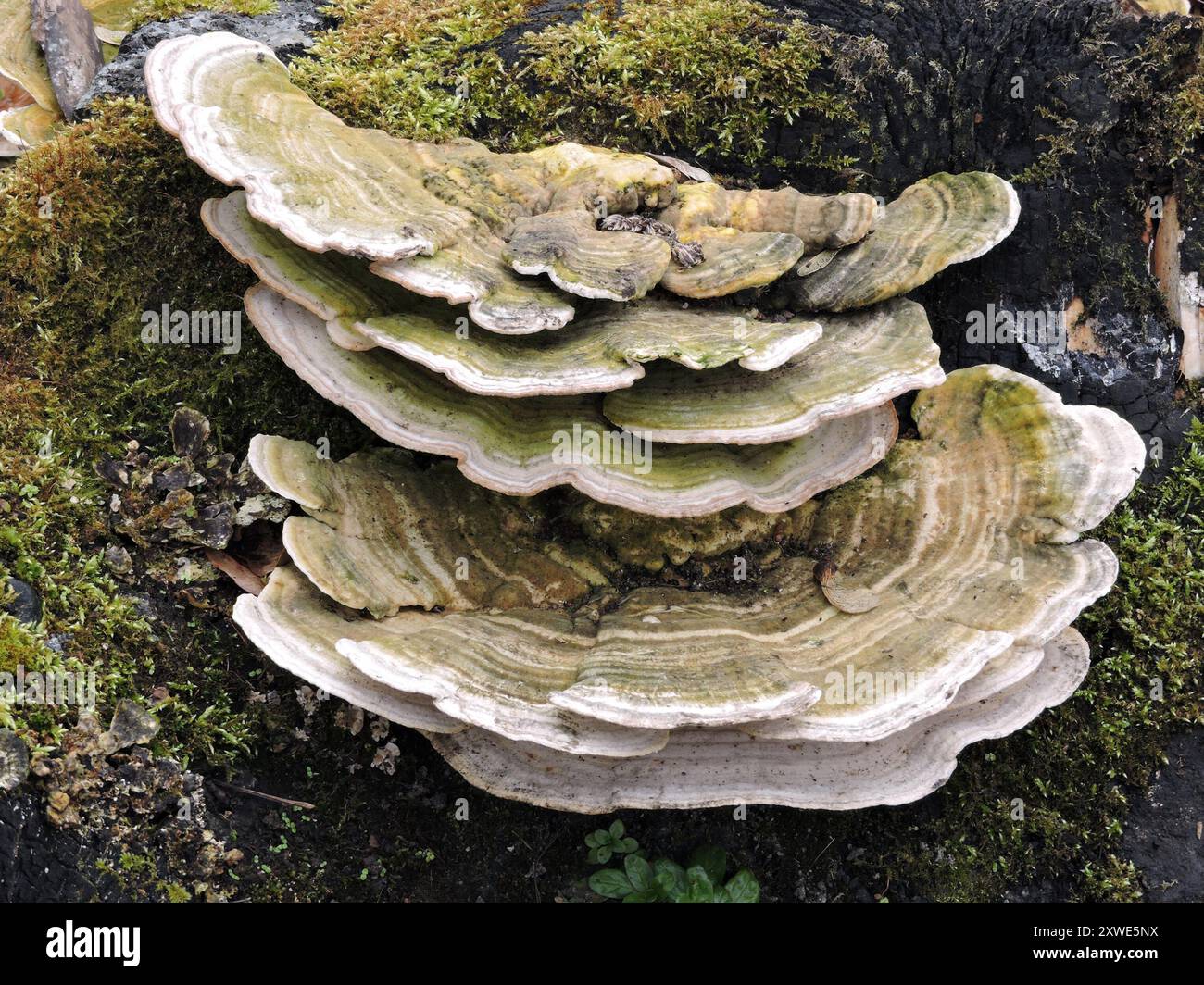 Lumpy Bracket (Trametes gibbosa) Fungi Stock Photo - Alamy