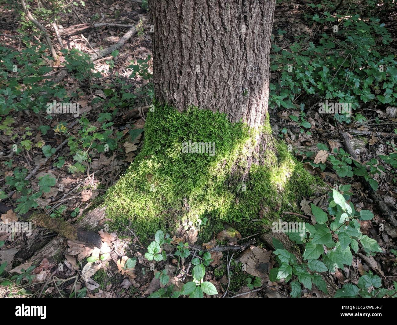 Rough-stalked Feather-moss (Brachythecium rutabulum) Plantae Stock ...