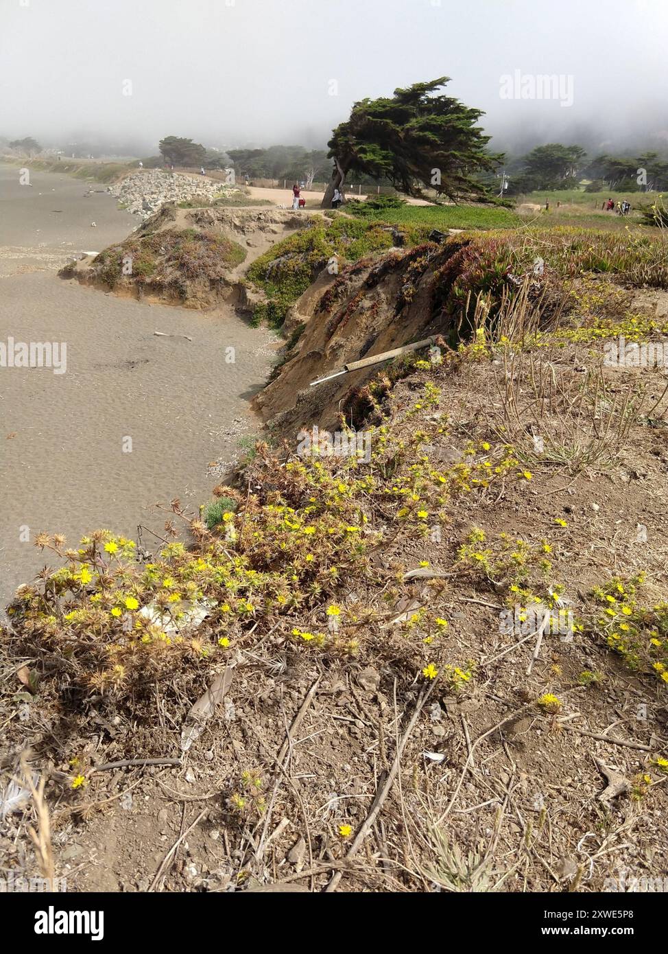 Pappose Tarweed (Centromadia parryi) Plantae Stock Photo - Alamy