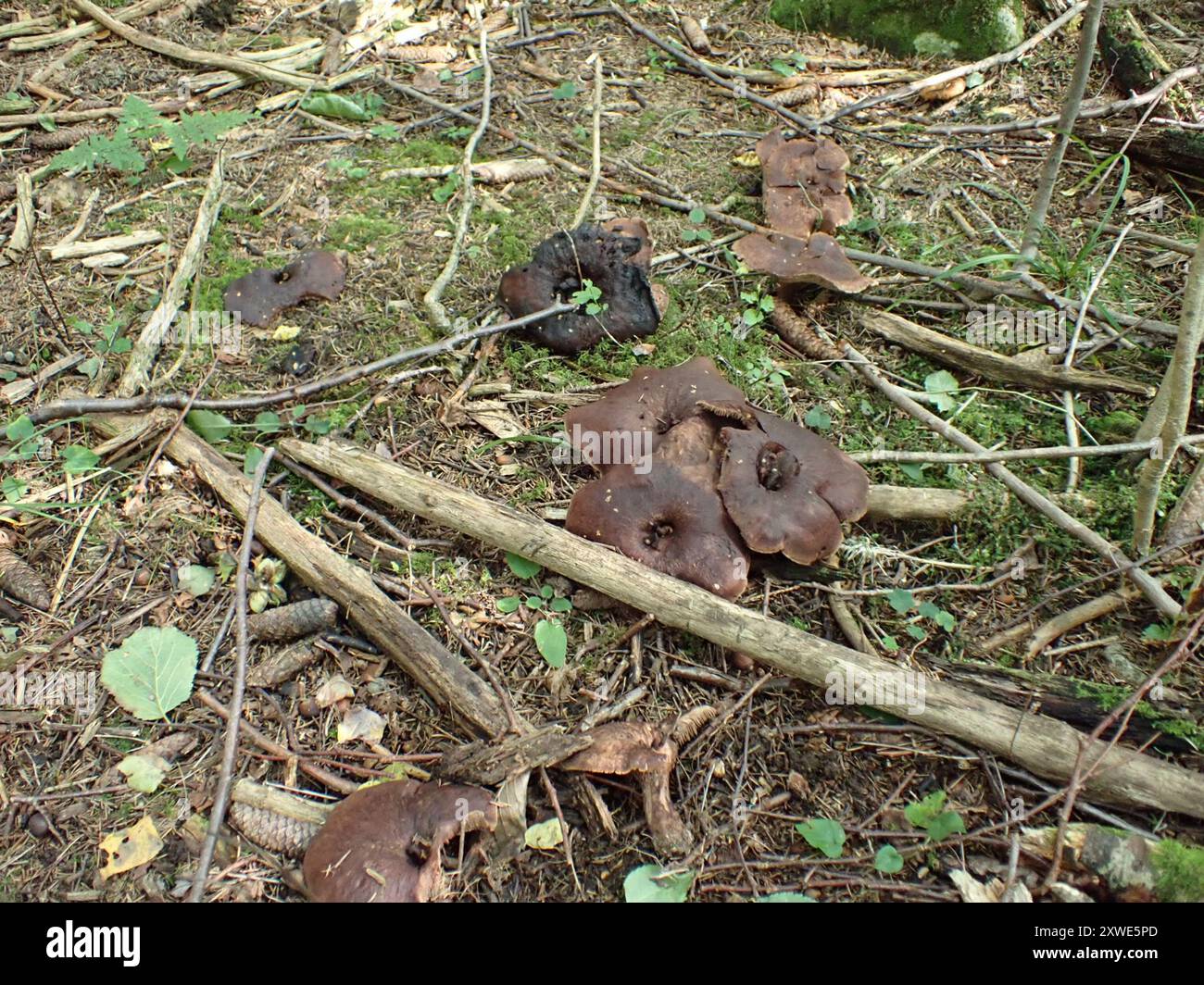 shingled hedgehog (Sarcodon imbricatus) Fungi Stock Photo - Alamy