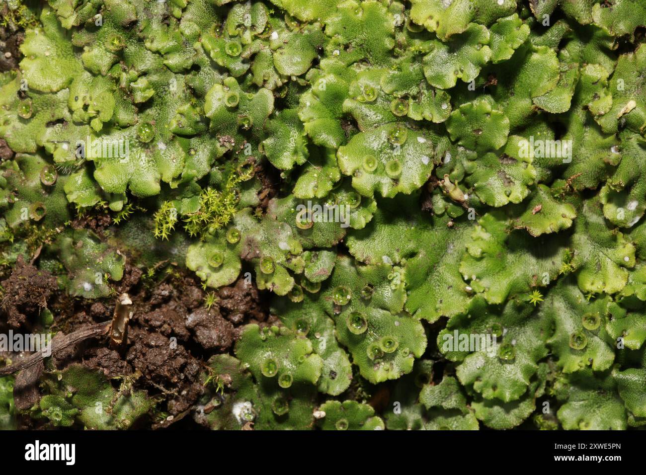 Common Liverwort (Marchantia polymorpha) Plantae Stock Photo - Alamy