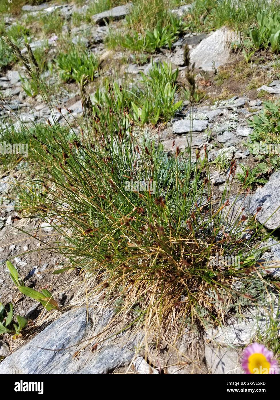 Baltic Rush (Juncus balticus) Plantae Stock Photo - Alamy
